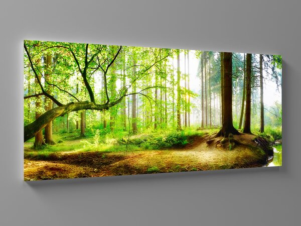 Liox XXL Obrázok Les v paprskoch slnka Rozmer: 200 x 100 cm | FAVI.sk